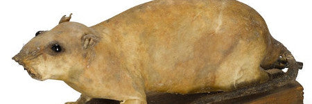 WW2-era rat bomb offered in eclectic auction